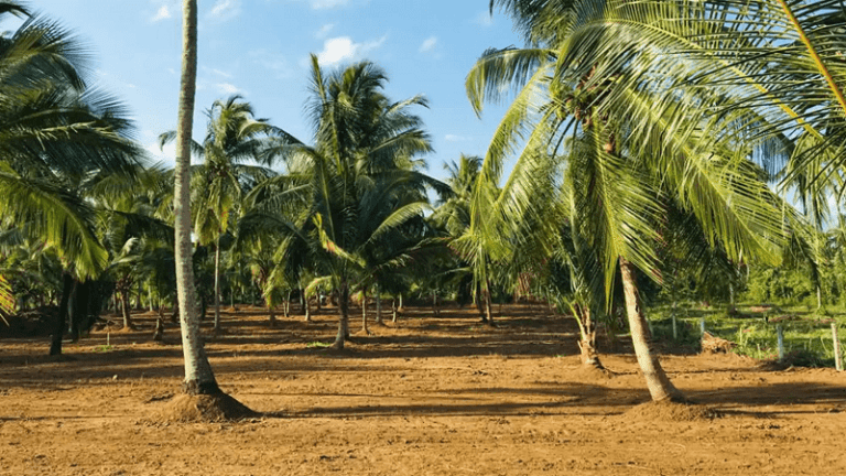 Gallery – Juniper Group